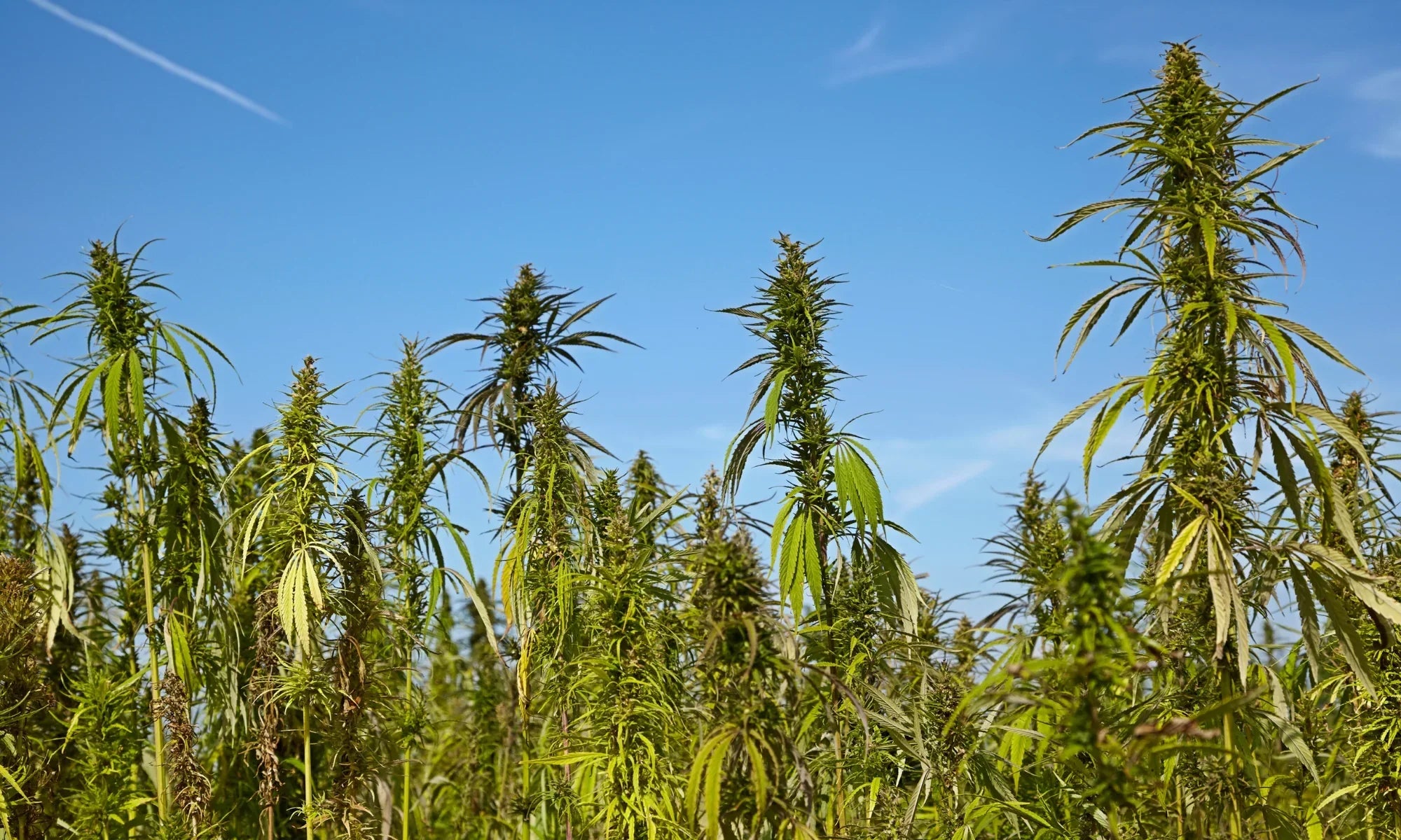 How Hemp Can Save The Planet - One Tree At A Time | Hempire News